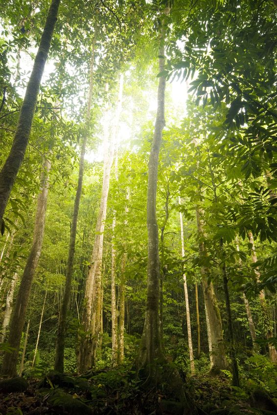 Bos-tafereel met hoge bomen veel groen en zonnestralen - Het Gouden ...